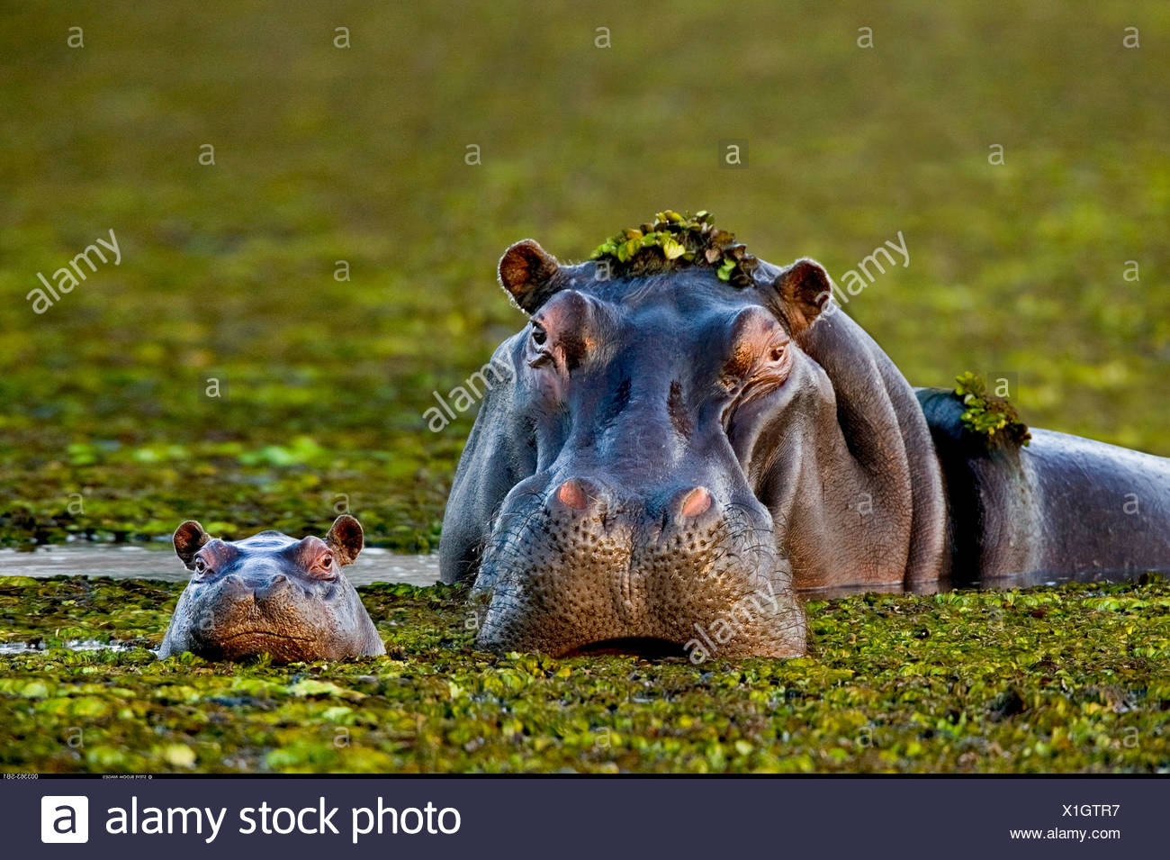 Family Of Hippos High Resolution Stock Photography and Images - Alamy
