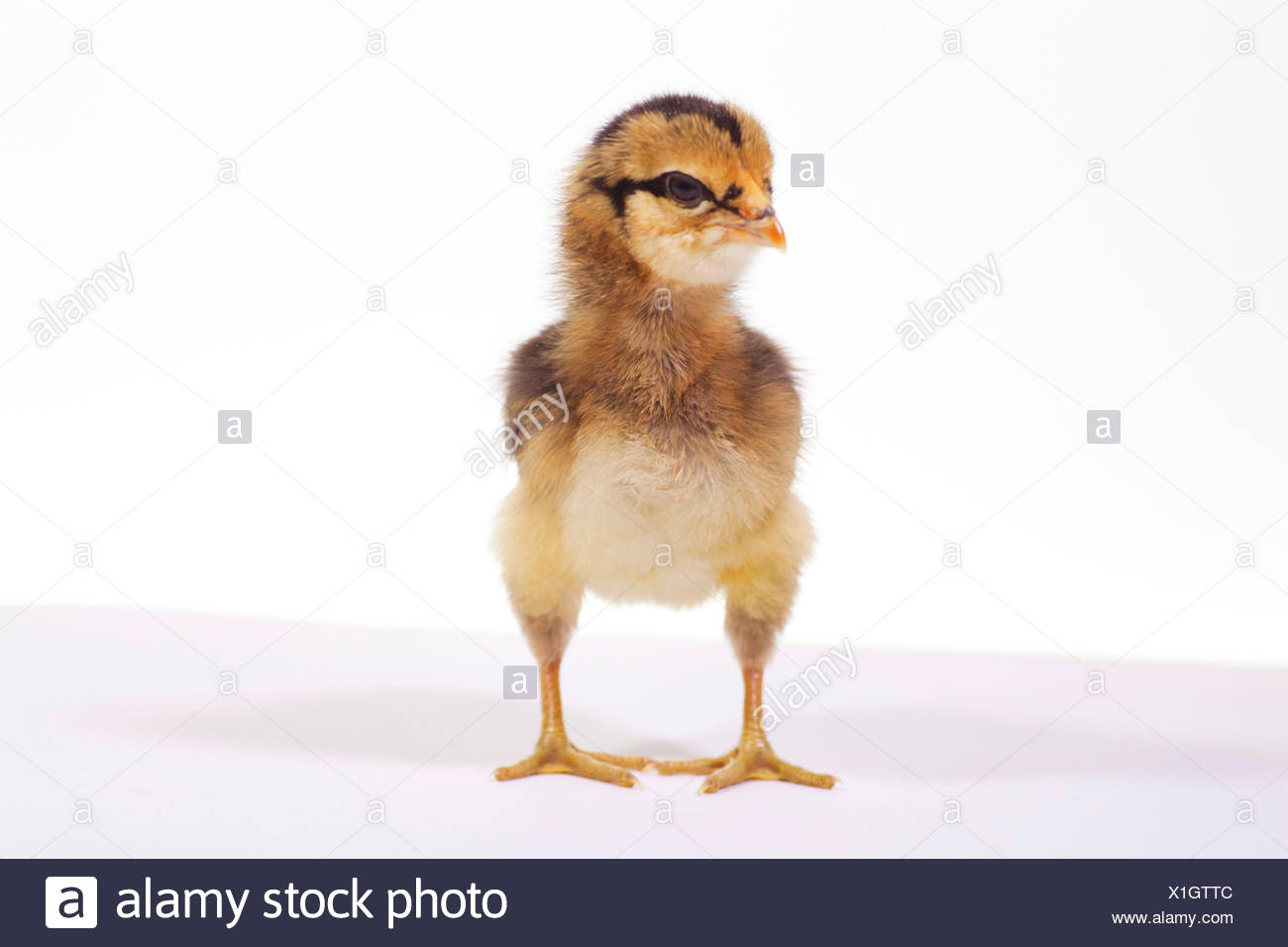 Araucanas High Resolution Stock Photography and Images - Alamy