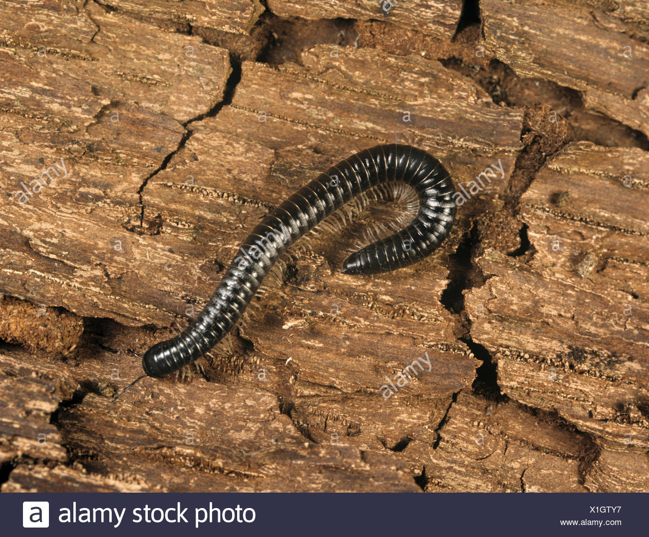 Black Diplopoda Arthropod High Resolution Stock Photography and Images ...