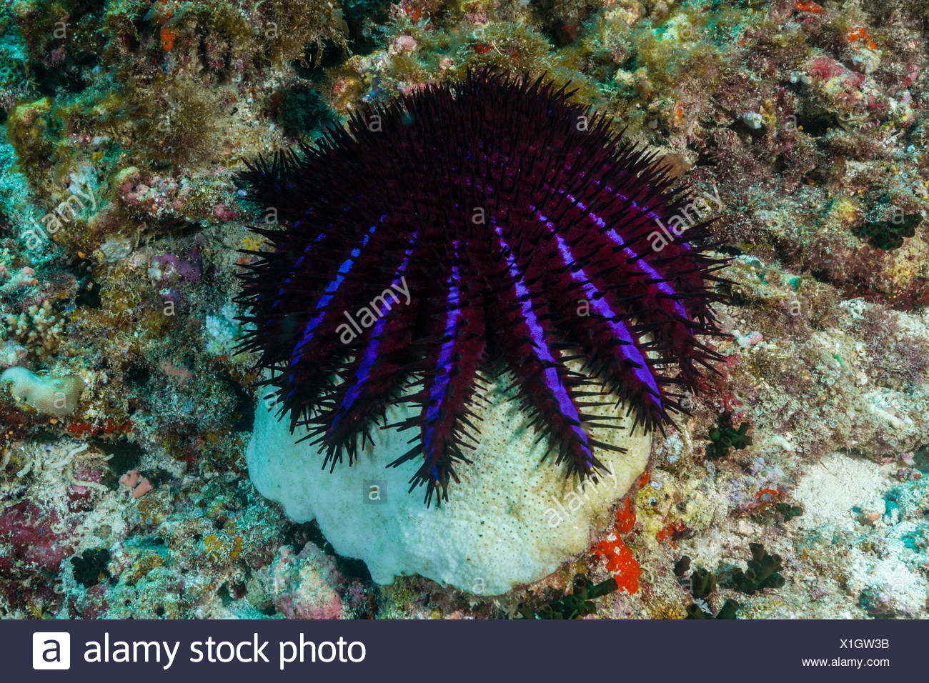 Acanthaster Stock Photos & Acanthaster Stock Images - Alamy