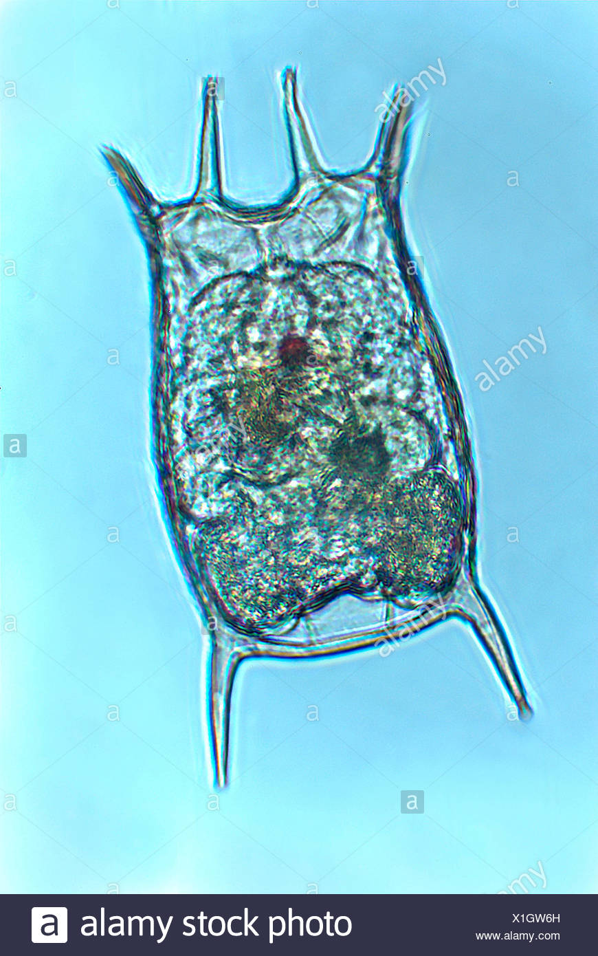 Bearer Background High Resolution Stock Photography and Images - Alamy