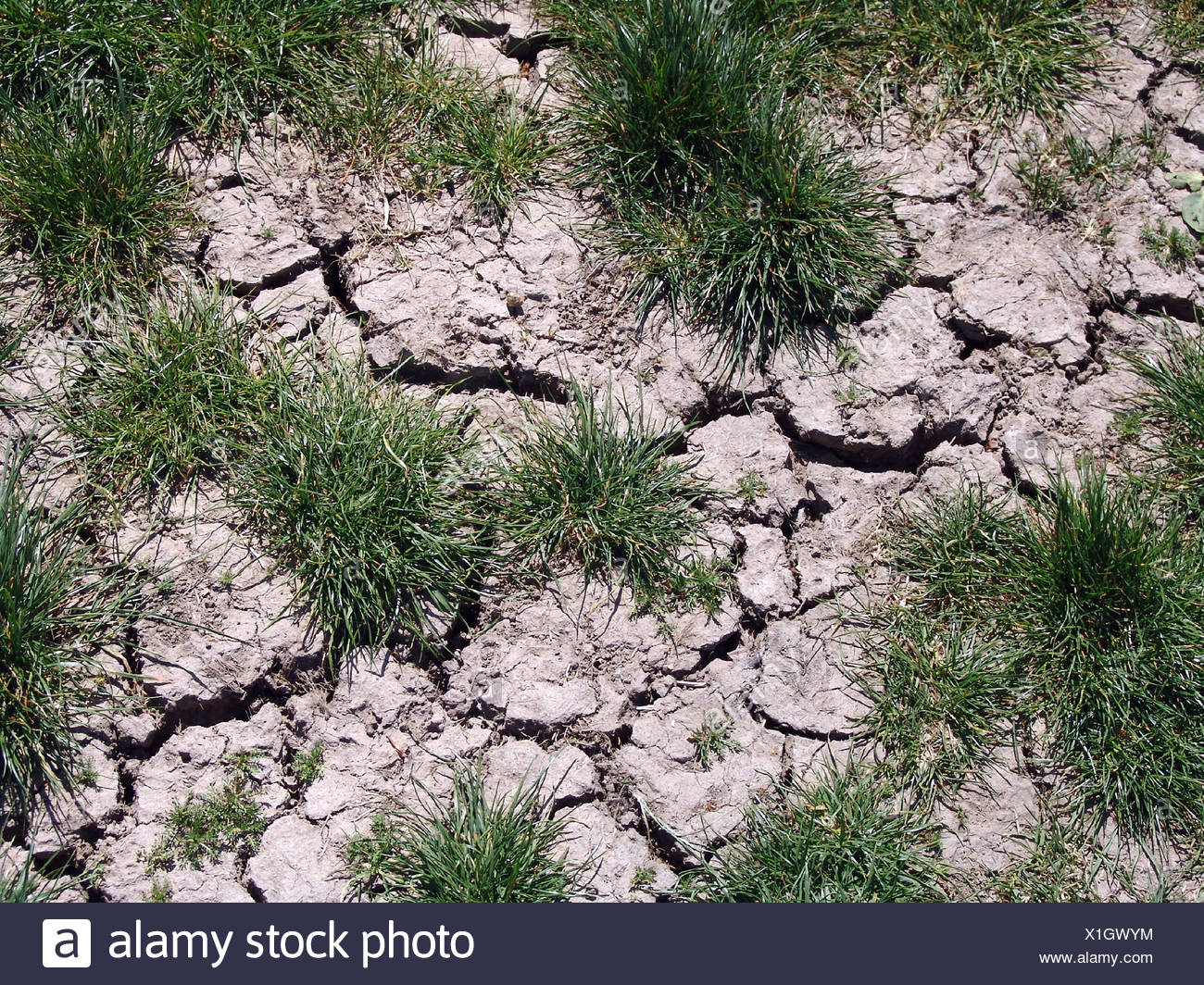 Ground Earth Grass High Resolution Stock Photography and Images - Alamy