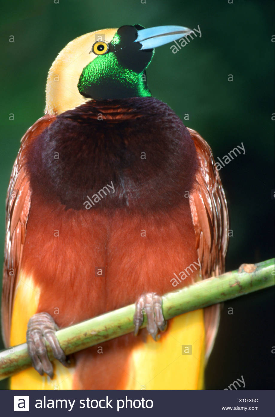 Lesser Bird Of Paradise Stock Photos & Lesser Bird Of Paradise Stock ...