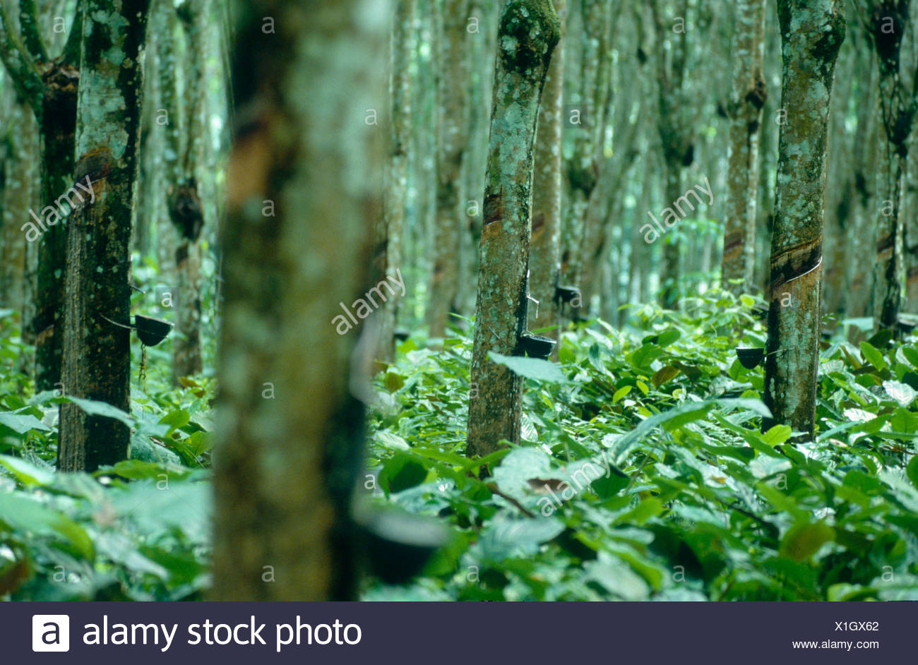 Brazilian Rubber Tree Hevea High Resolution Stock Photography and ...
