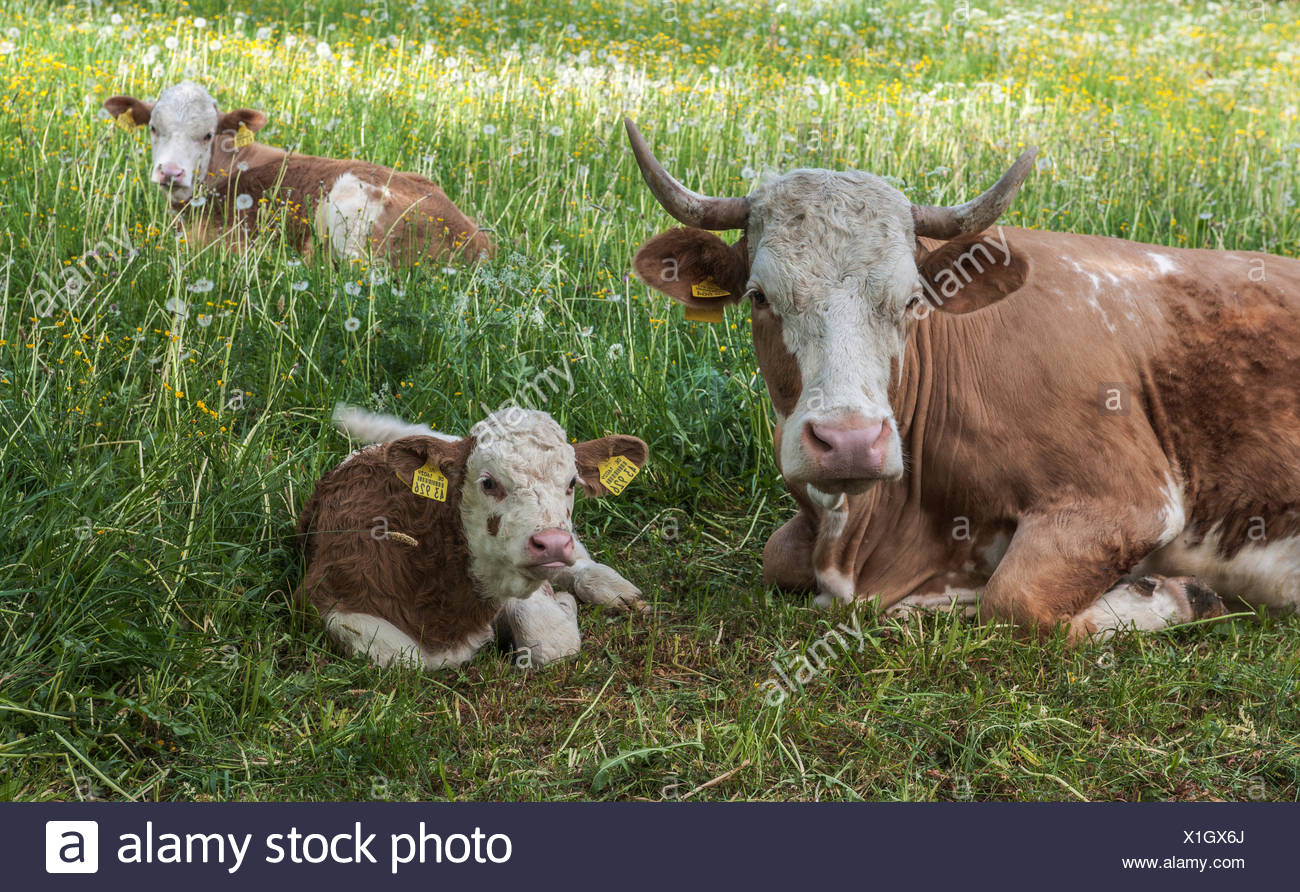 Domestic Cattle Bos High Resolution Stock Photography and Images - Alamy