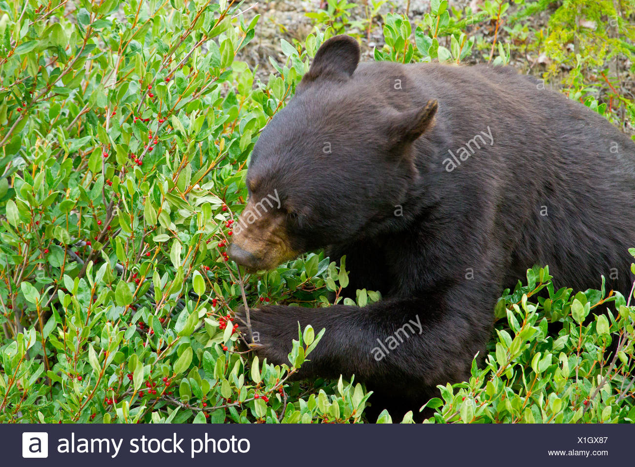 Wildlife Forage High Resolution Stock Photography and Images - Alamy