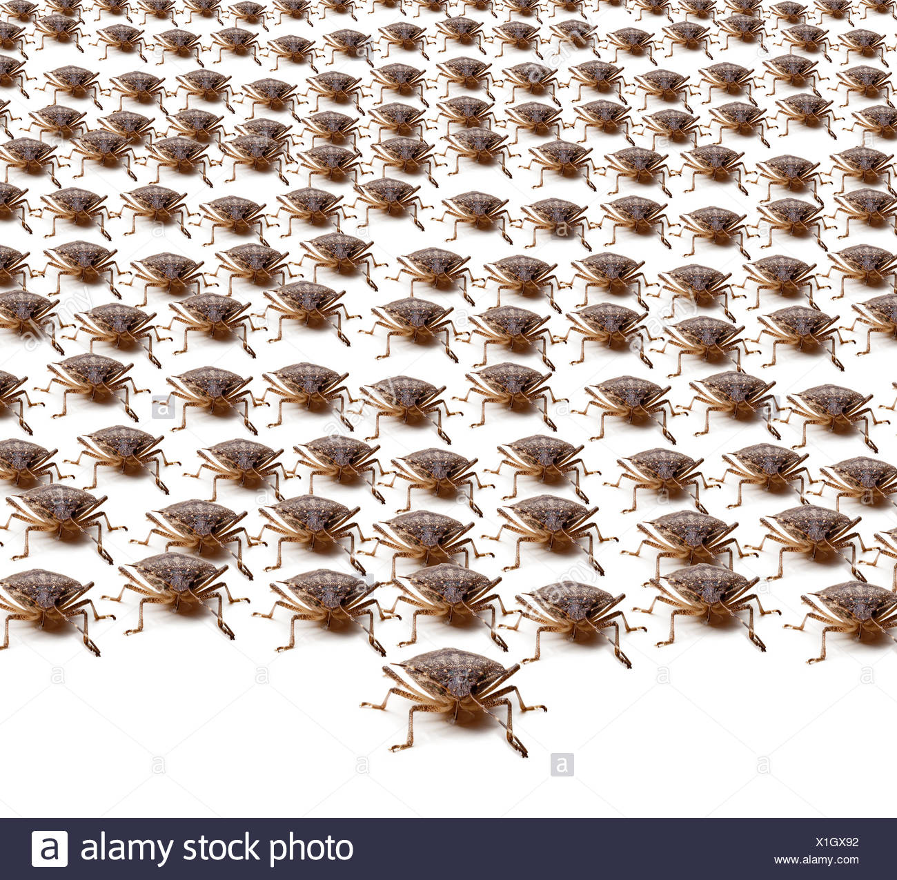 Swarm Of Bugs Stock Photos & Swarm Of Bugs Stock Images - Alamy