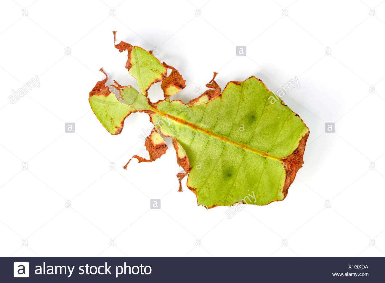 Phyllium Species High Resolution Stock Photography and Images - Alamy