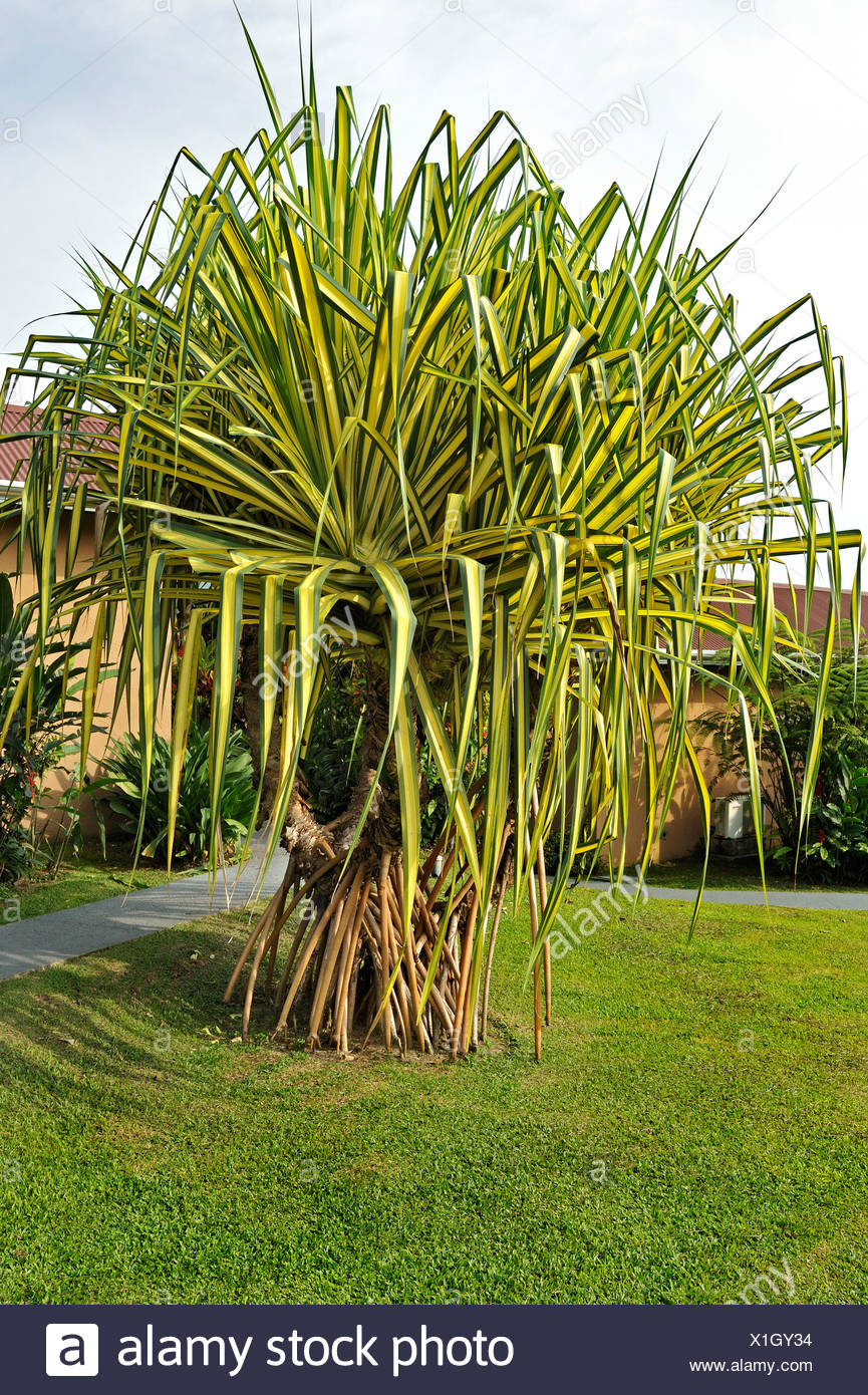 Screwpine Pandanus Stock Photos & Screwpine Pandanus Stock Images - Alamy
