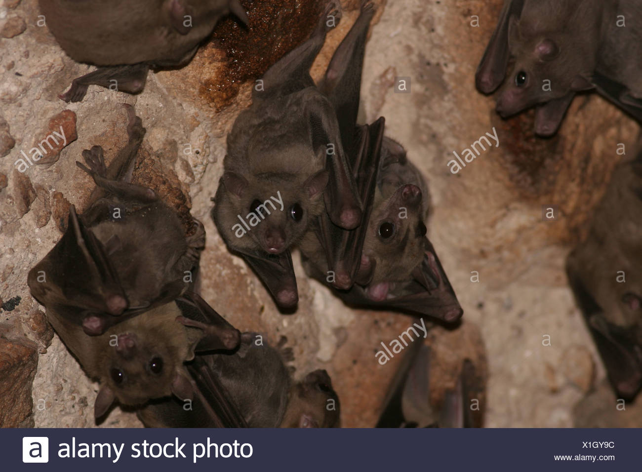 Pteropodidae High Resolution Stock Photography and Images - Alamy