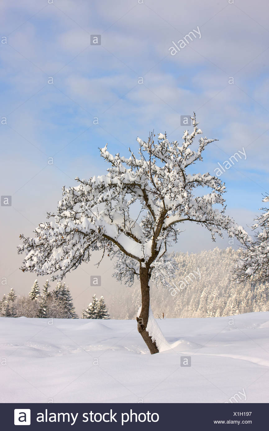 Wintry Apple Tree High Resolution Stock Photography and Images - Alamy
