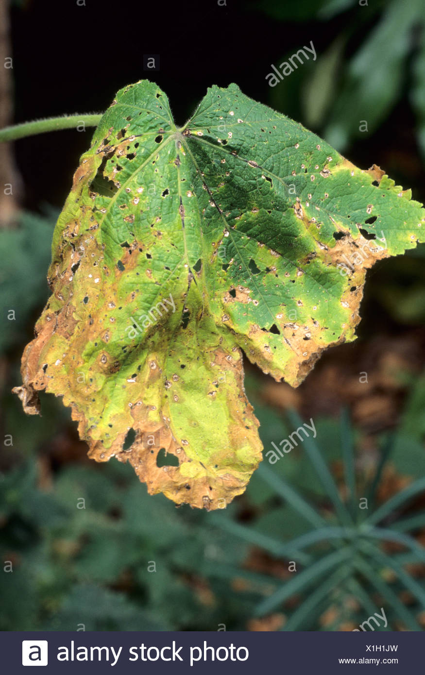 Hollyhock Rust High Resolution Stock Photography and Images - Alamy