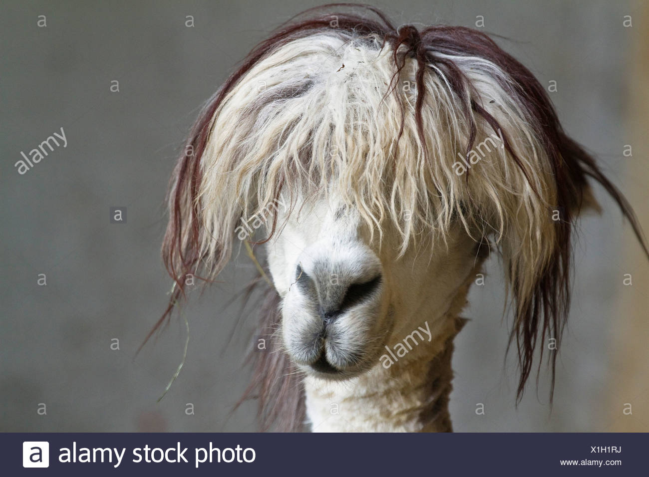 Funny Lama High Resolution Stock Photography and Images - Alamy