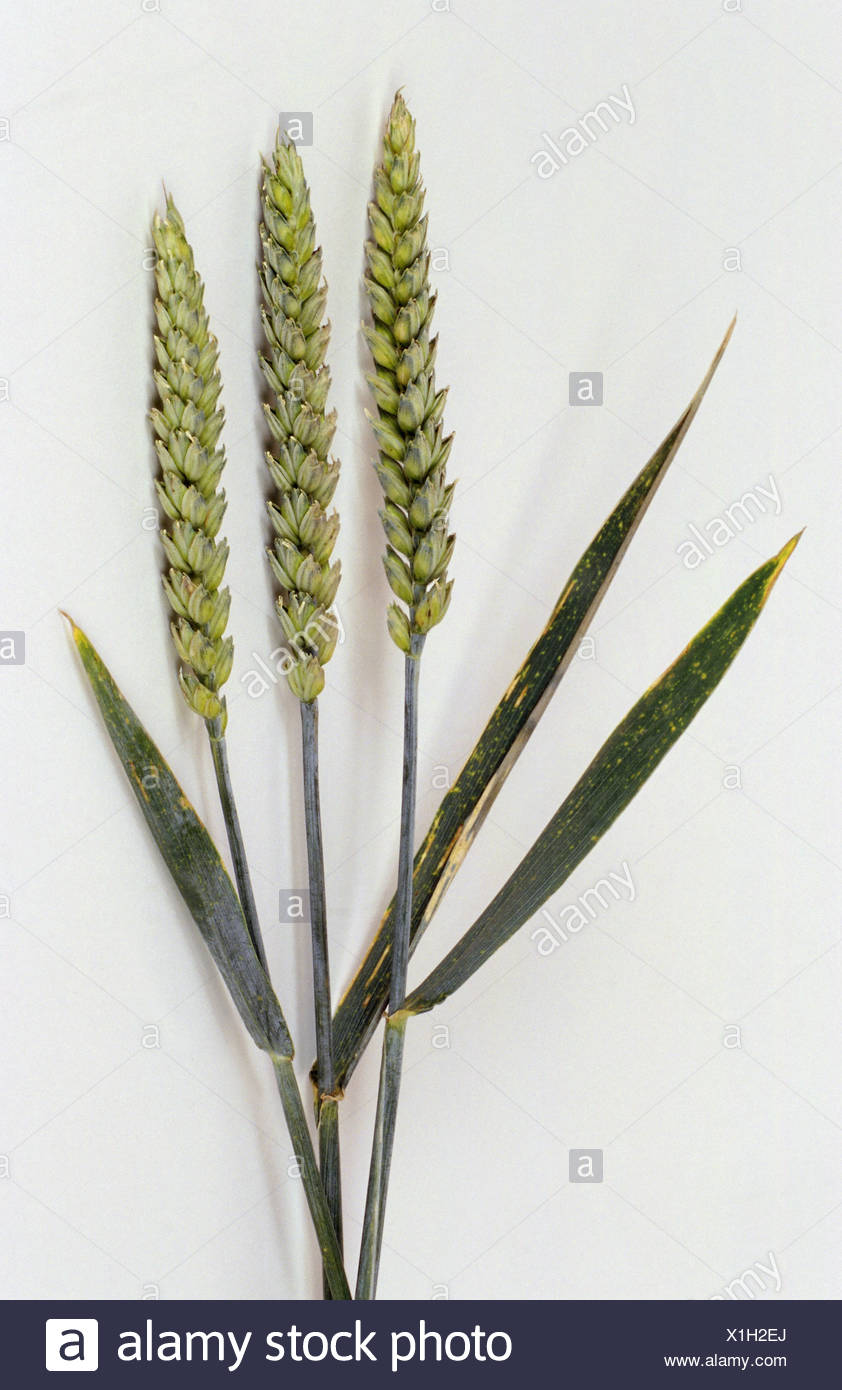 Common Bread Wheat High Resolution Stock Photography and Images - Alamy