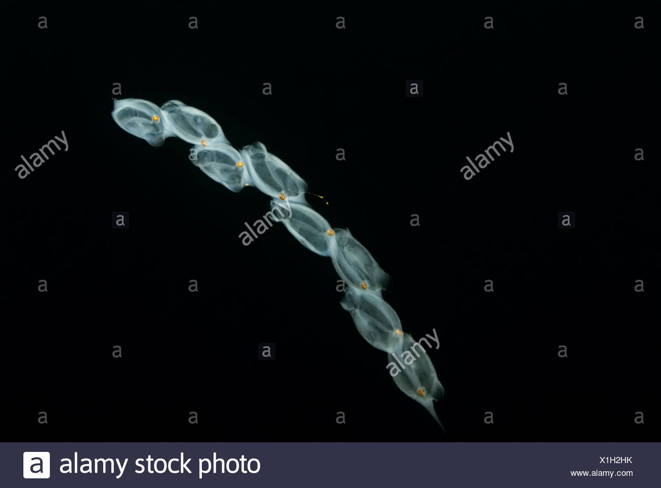 Thaliacea High Resolution Stock Photography and Images - Alamy