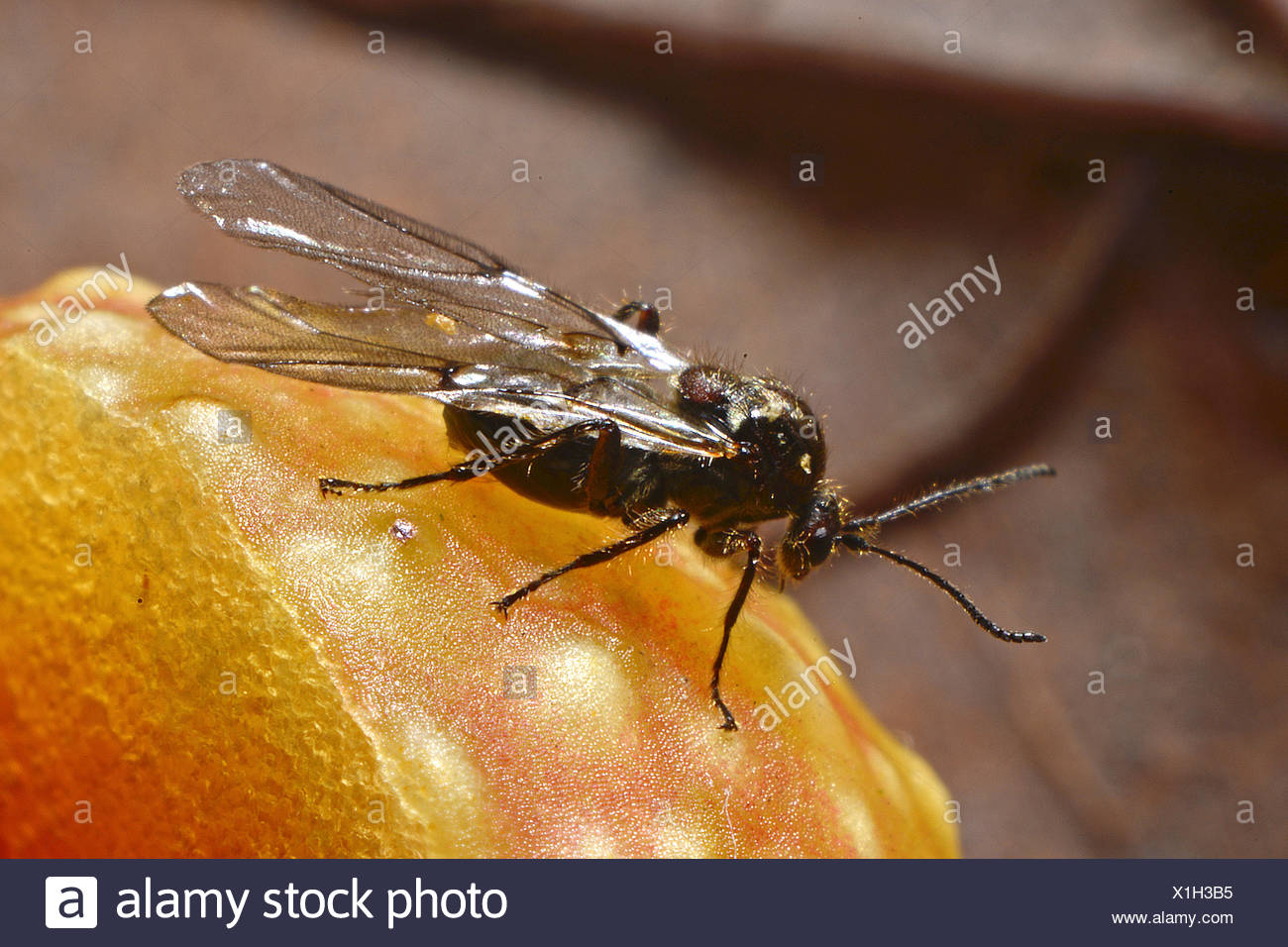 Gall Oak High Resolution Stock Photography and Images - Alamy