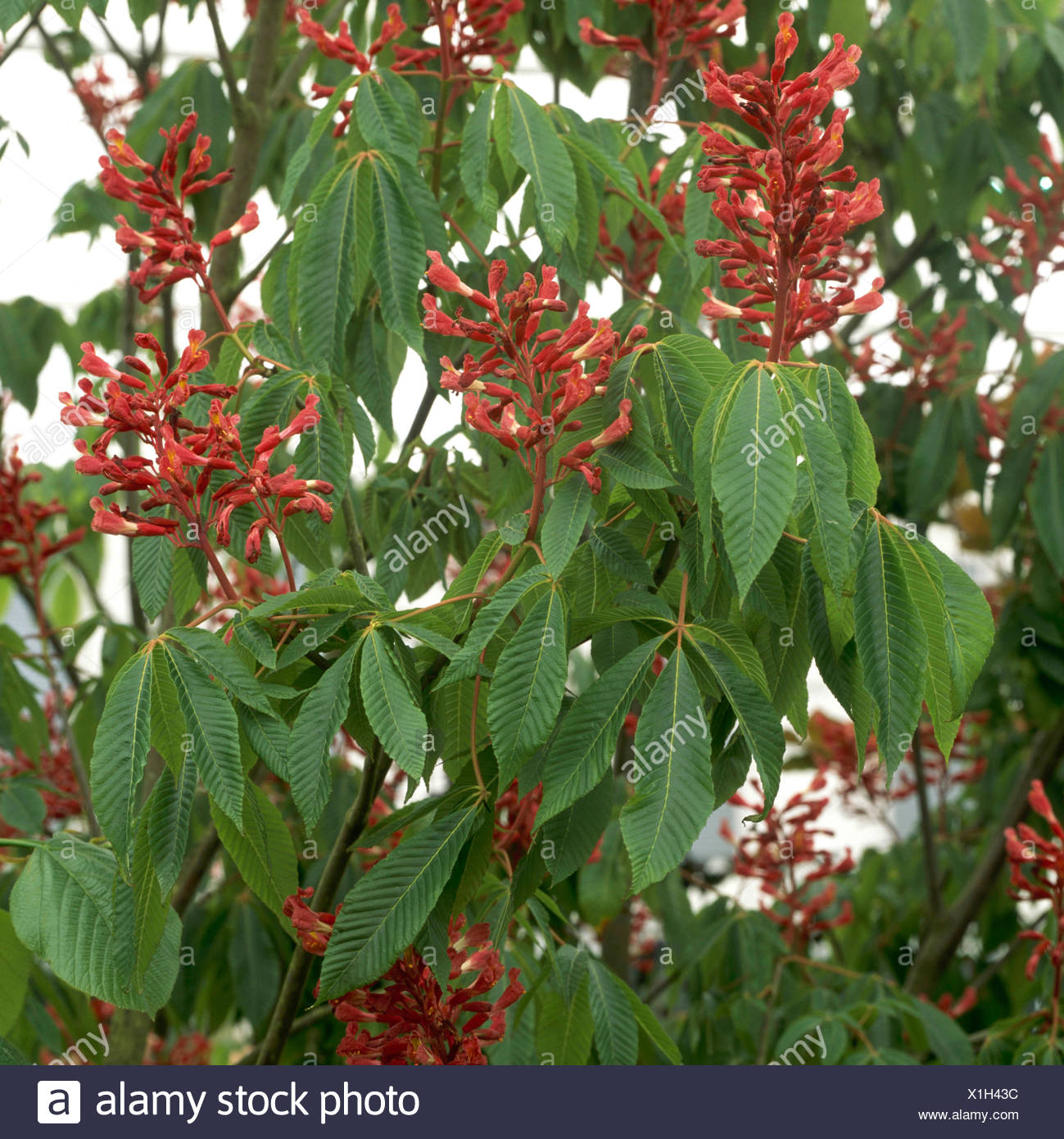 Aesculus Pavia Stock Photos & Aesculus Pavia Stock Images - Alamy