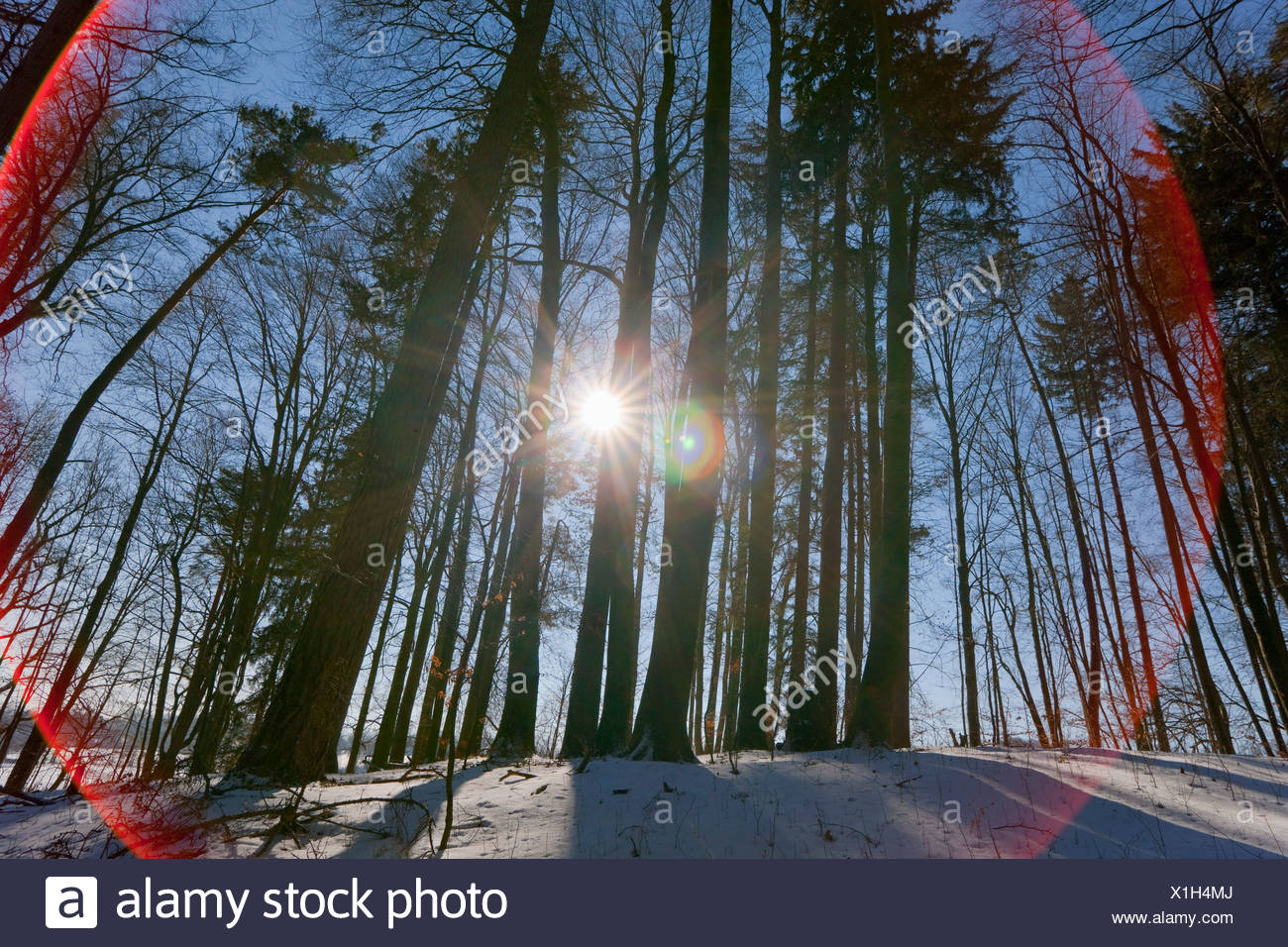 Sunbeam Through Forest High Resolution Stock Photography and Images - Alamy