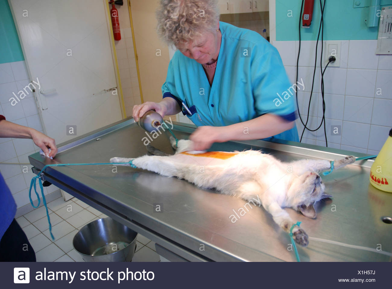 Ovariectomy High Resolution Stock Photography and Images - Alamy