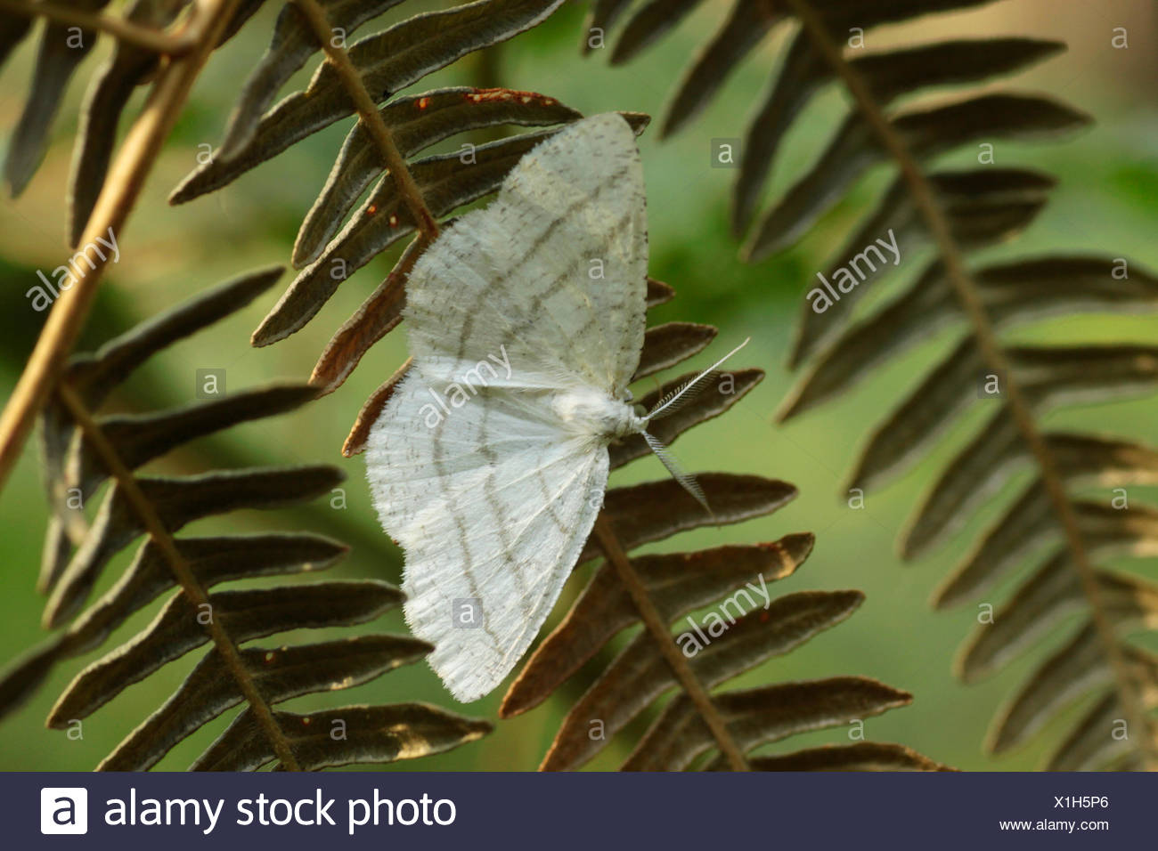 Common White Wave High Resolution Stock Photography and Images - Alamy