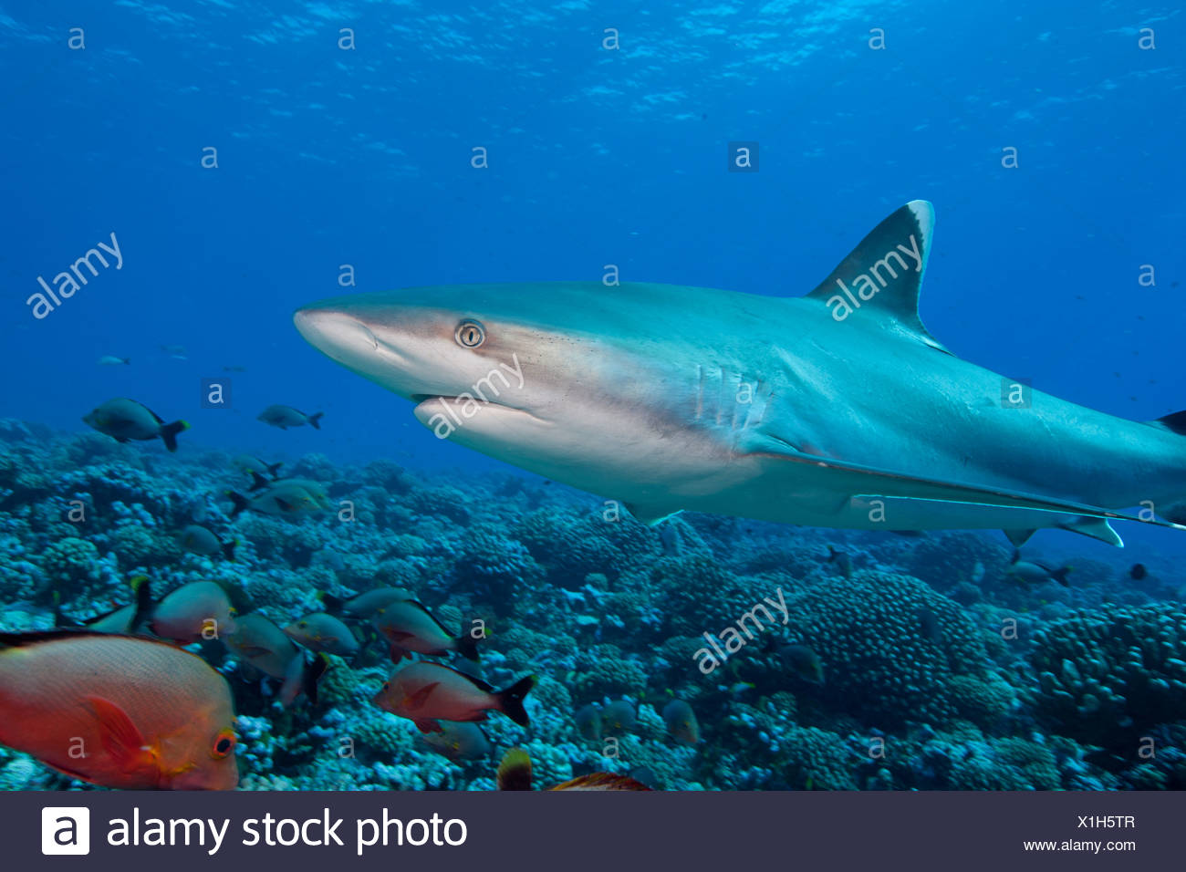 Graceful Shark Stock Photos & Graceful Shark Stock Images - Alamy