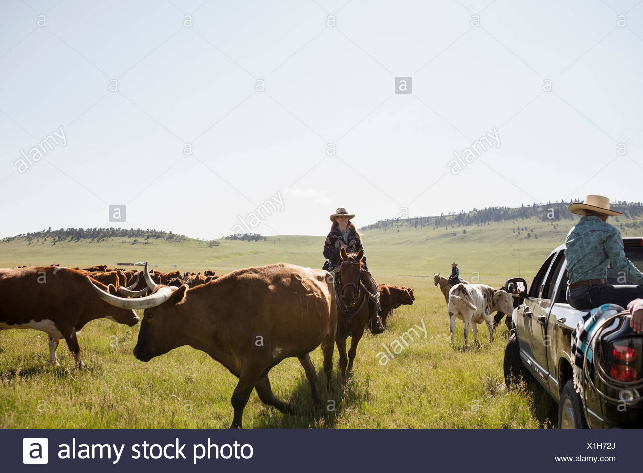 Cowboy Working With Cattle Stock Photos & Cowboy Working With Cattle ...