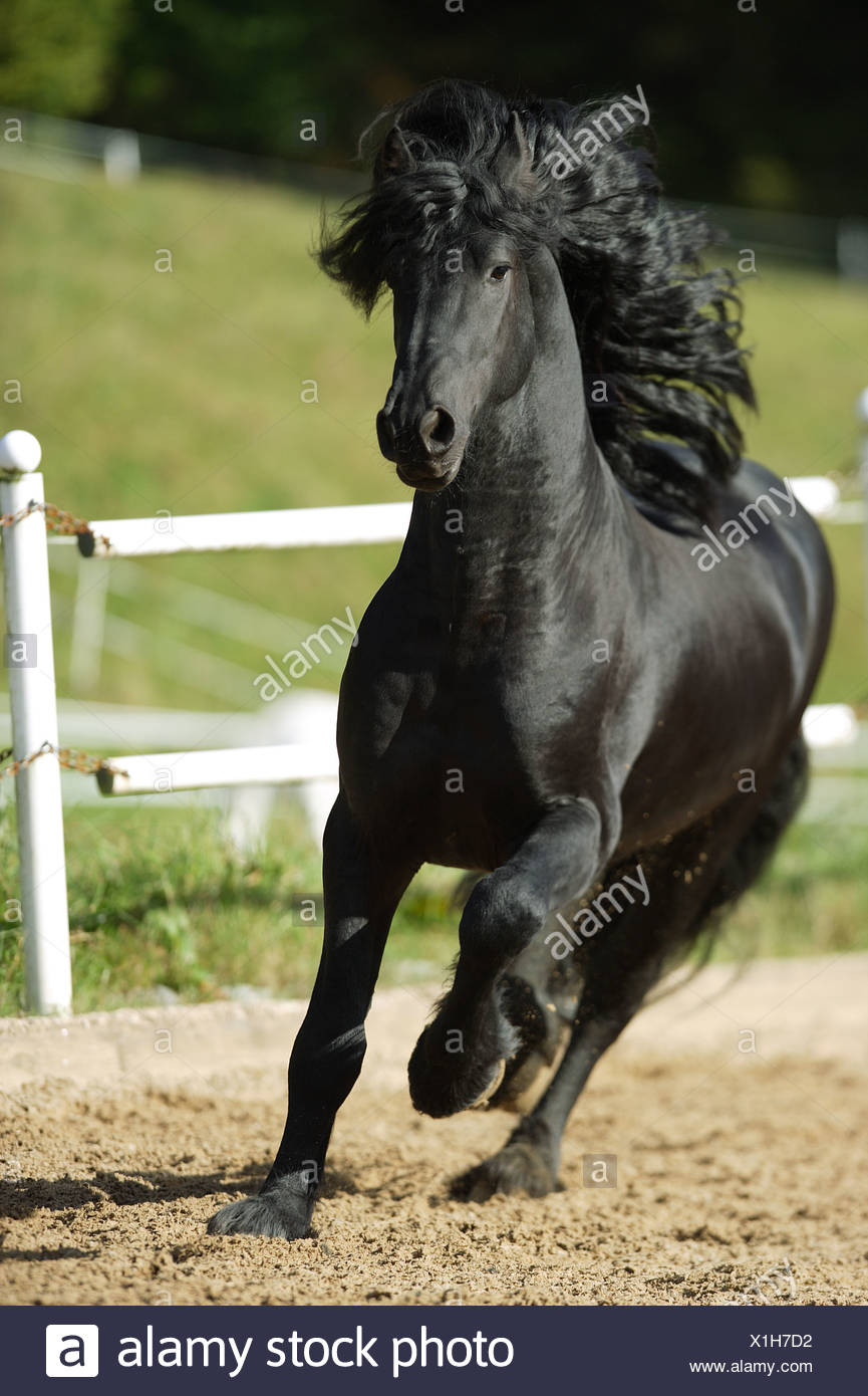 Friesian Horse Galloping On High Resolution Stock Photography and ...