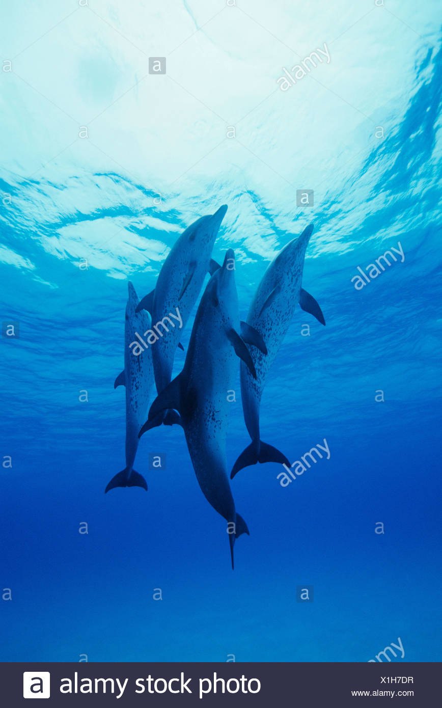 Atlantic Spotted Dolphins High Resolution Stock Photography and Images ...