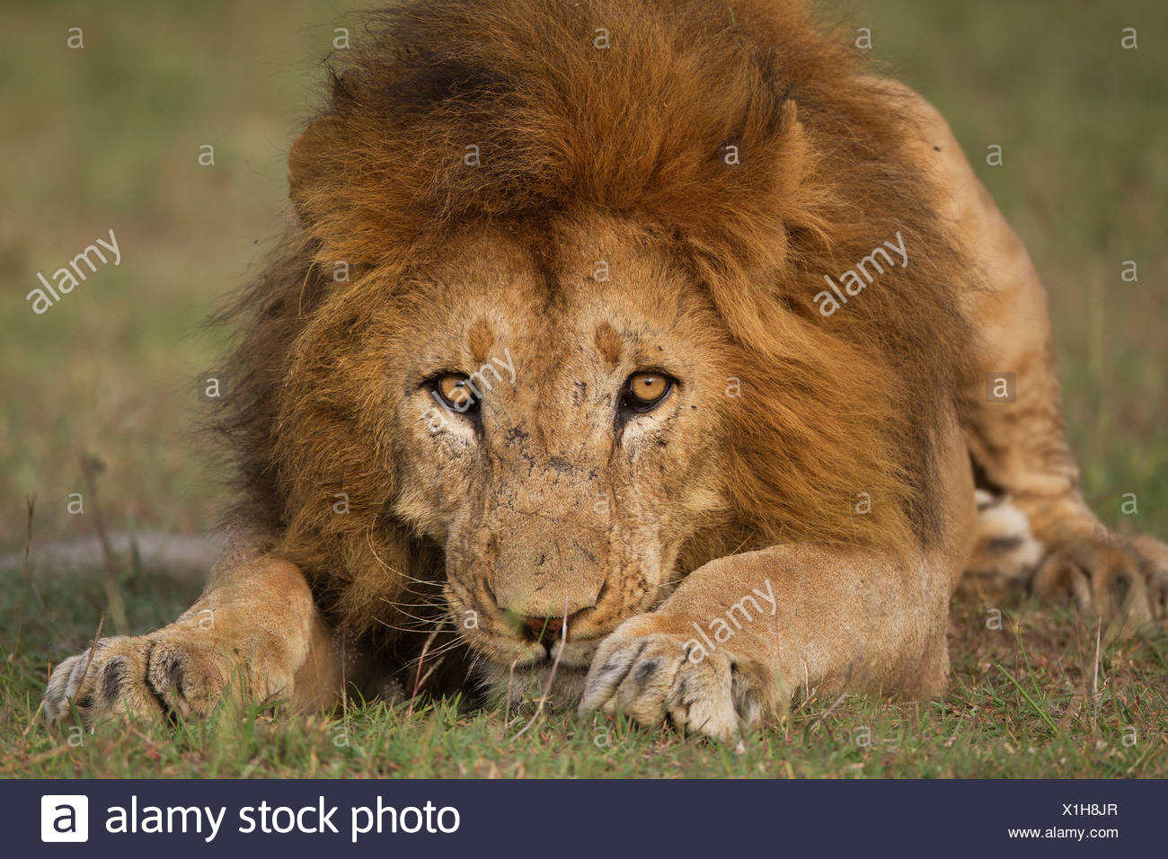 Lion Attack High Resolution Stock Photography and Images - Alamy