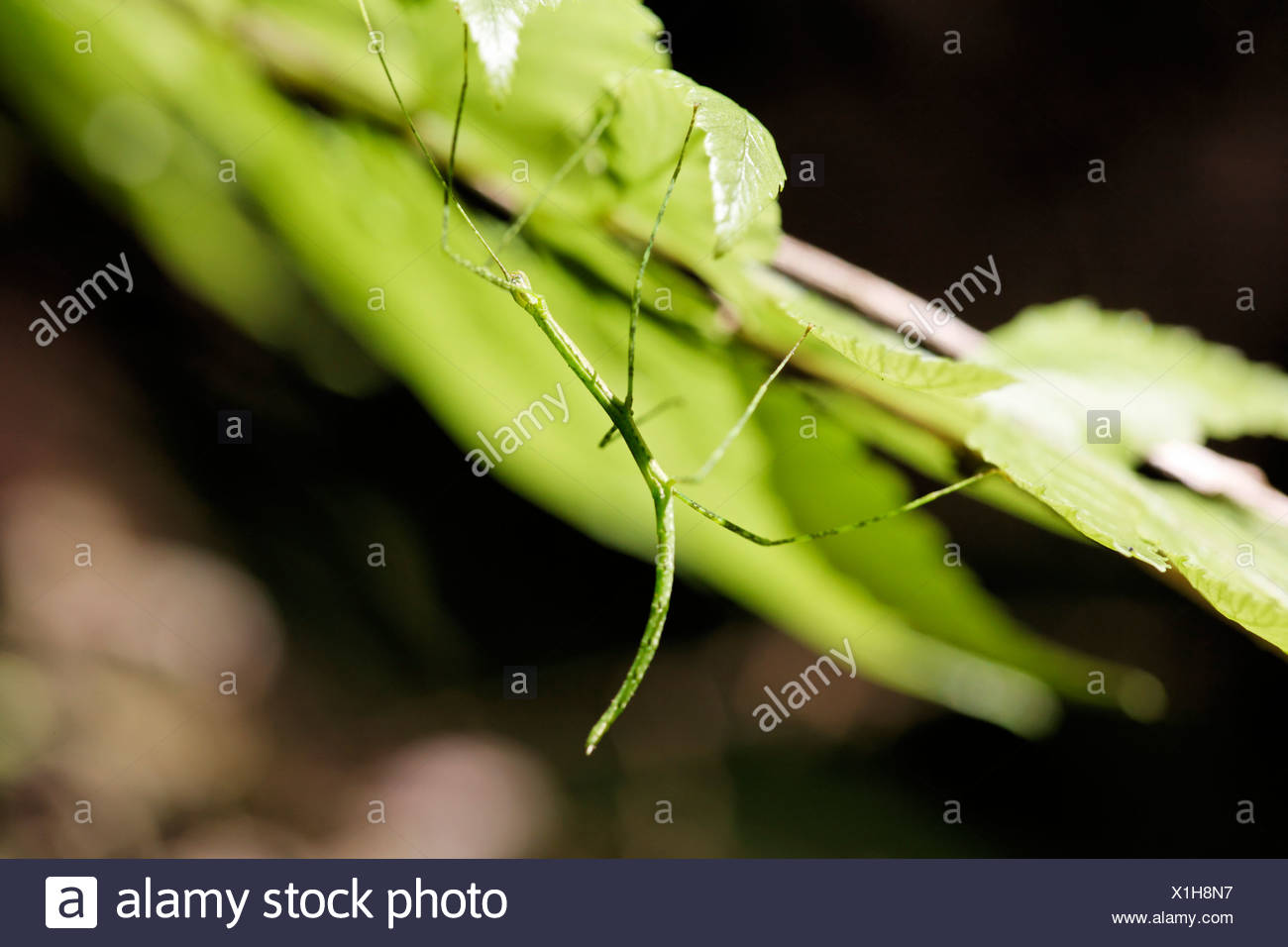 Phasmatodea Stock Photos & Phasmatodea Stock Images - Alamy