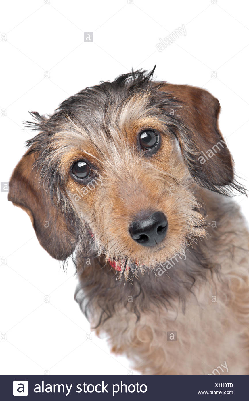 Brown Wire Haired Dachshund Dog Portrait High Resolution Stock ...