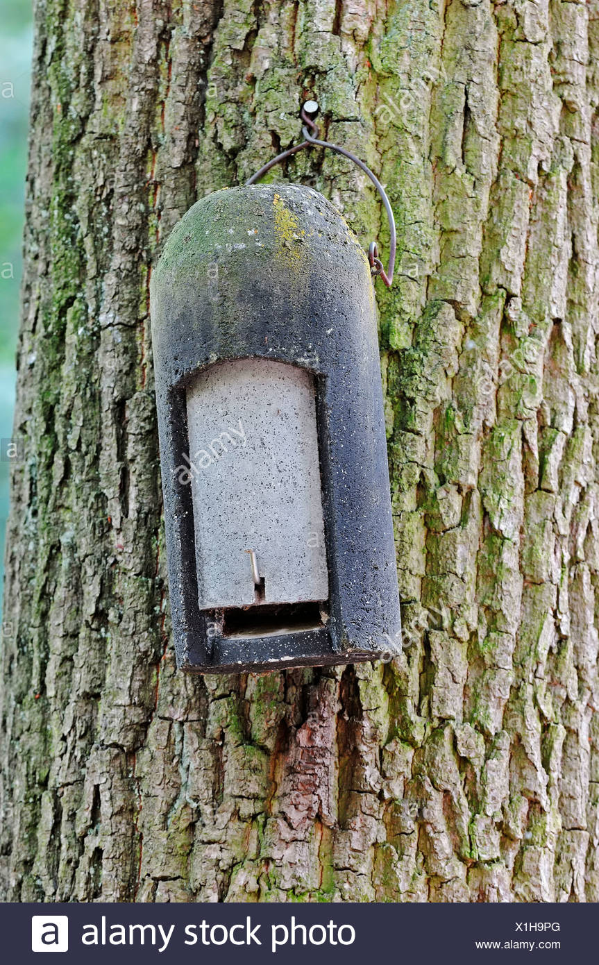 Bats Nest Stock Photos & Bats Nest Stock Images - Alamy