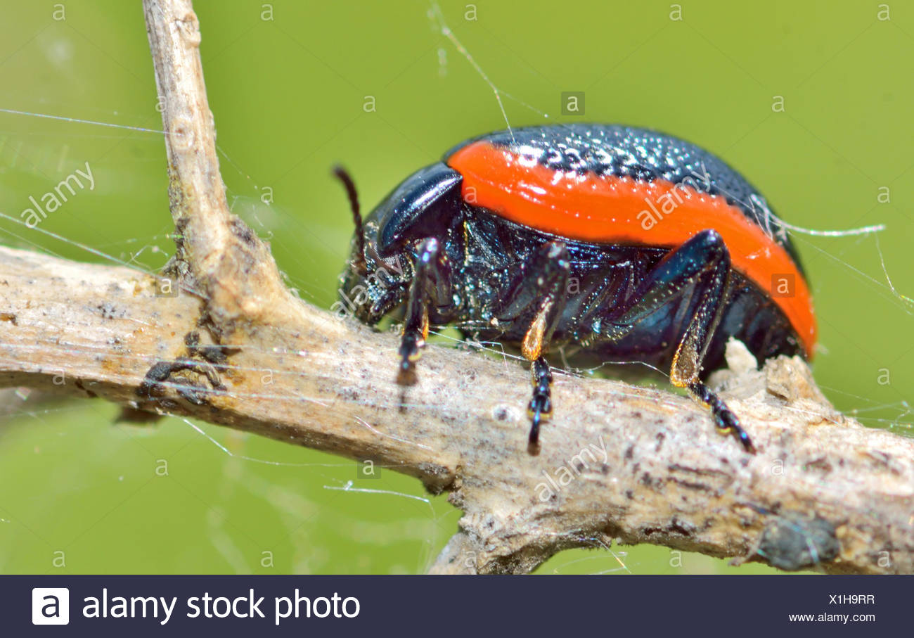 Chrysomelidae High Resolution Stock Photography and Images - Alamy