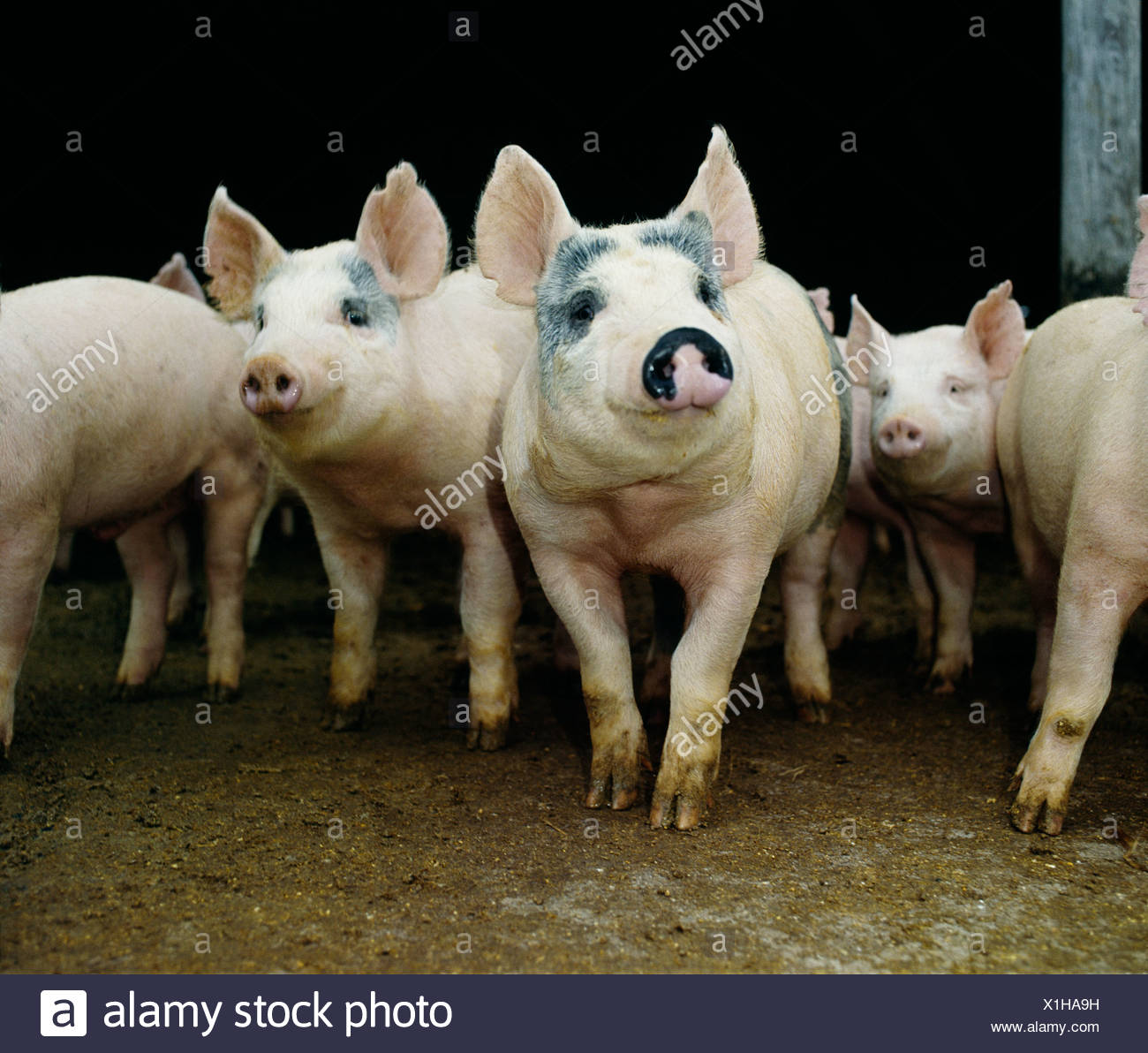 Group Of Pigs Row High Resolution Stock Photography and Images - Alamy