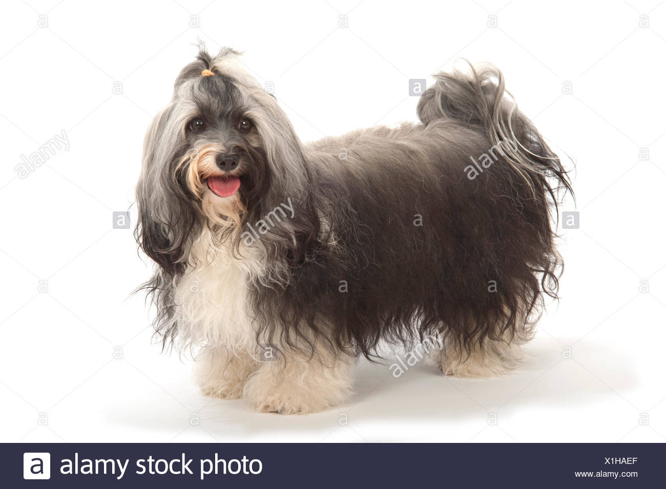 Havanese Dog Stock Photos & Havanese Dog Stock Images - Alamy