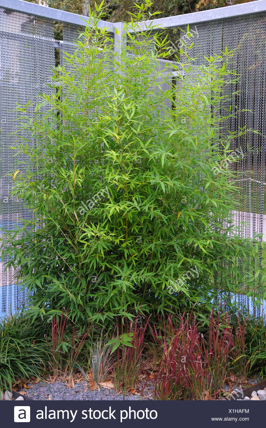 Phyllostachys Bissetii High Resolution Stock Photography and Images - Alamy