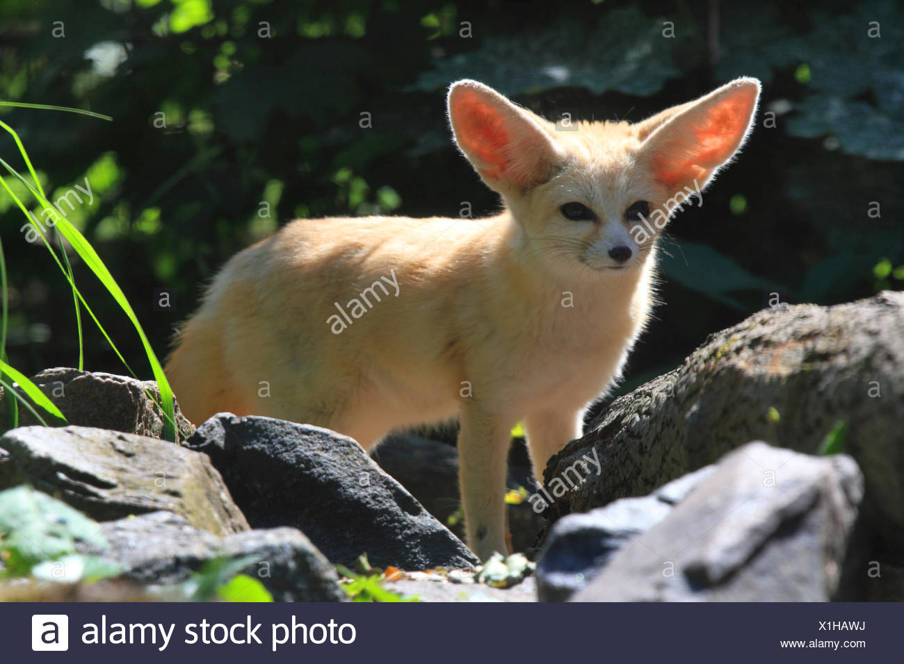 Fennec Fox Fennecus Zerda Vulpes High Resolution Stock Photography and ...
