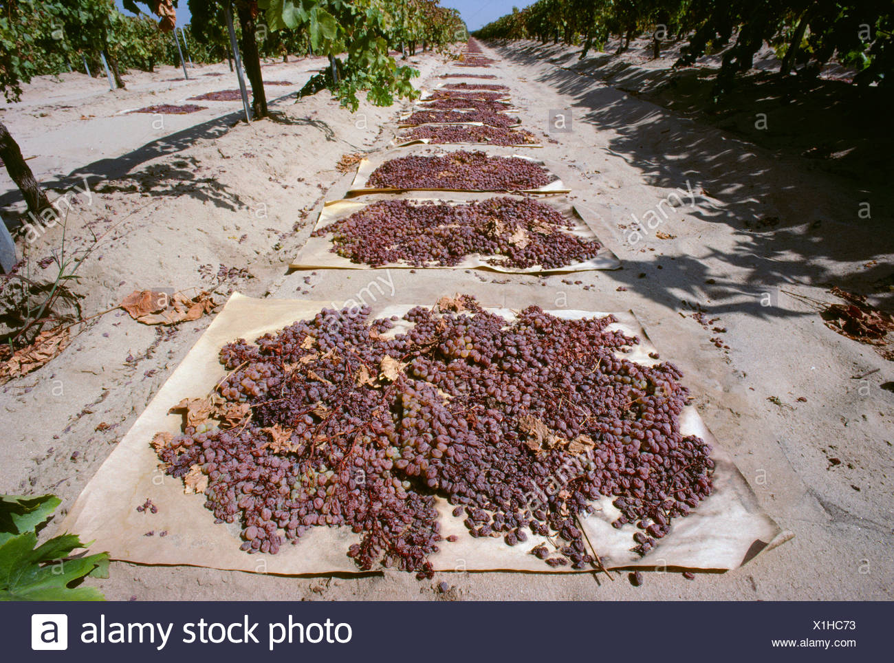 Thompson Seedless Grapes High Resolution Stock Photography and Images ...