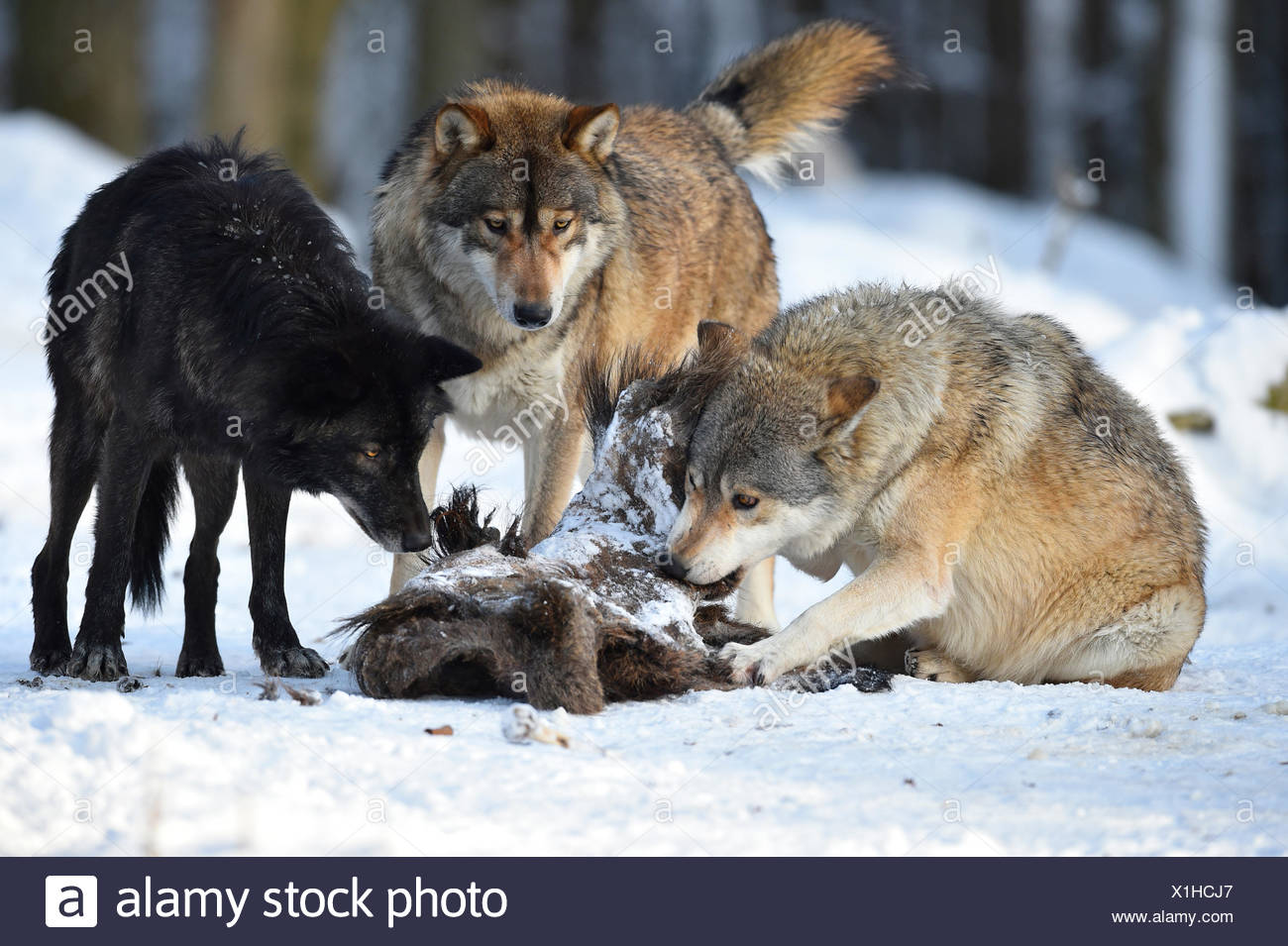 Wild Boar And Wolves High Resolution Stock Photography and Images - Alamy