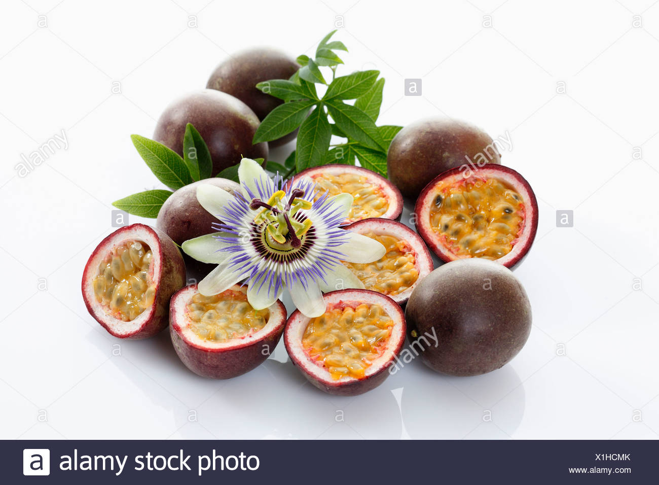 Passiflora Edulis Flower High Resolution Stock Photography and Images ...