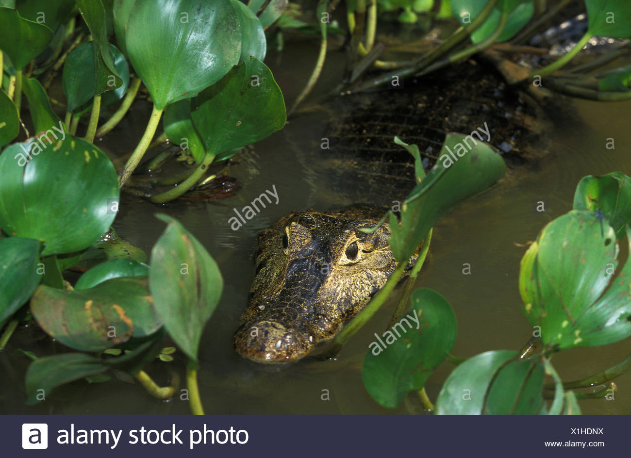 Caiman Latirostris High Resolution Stock Photography and Images - Alamy