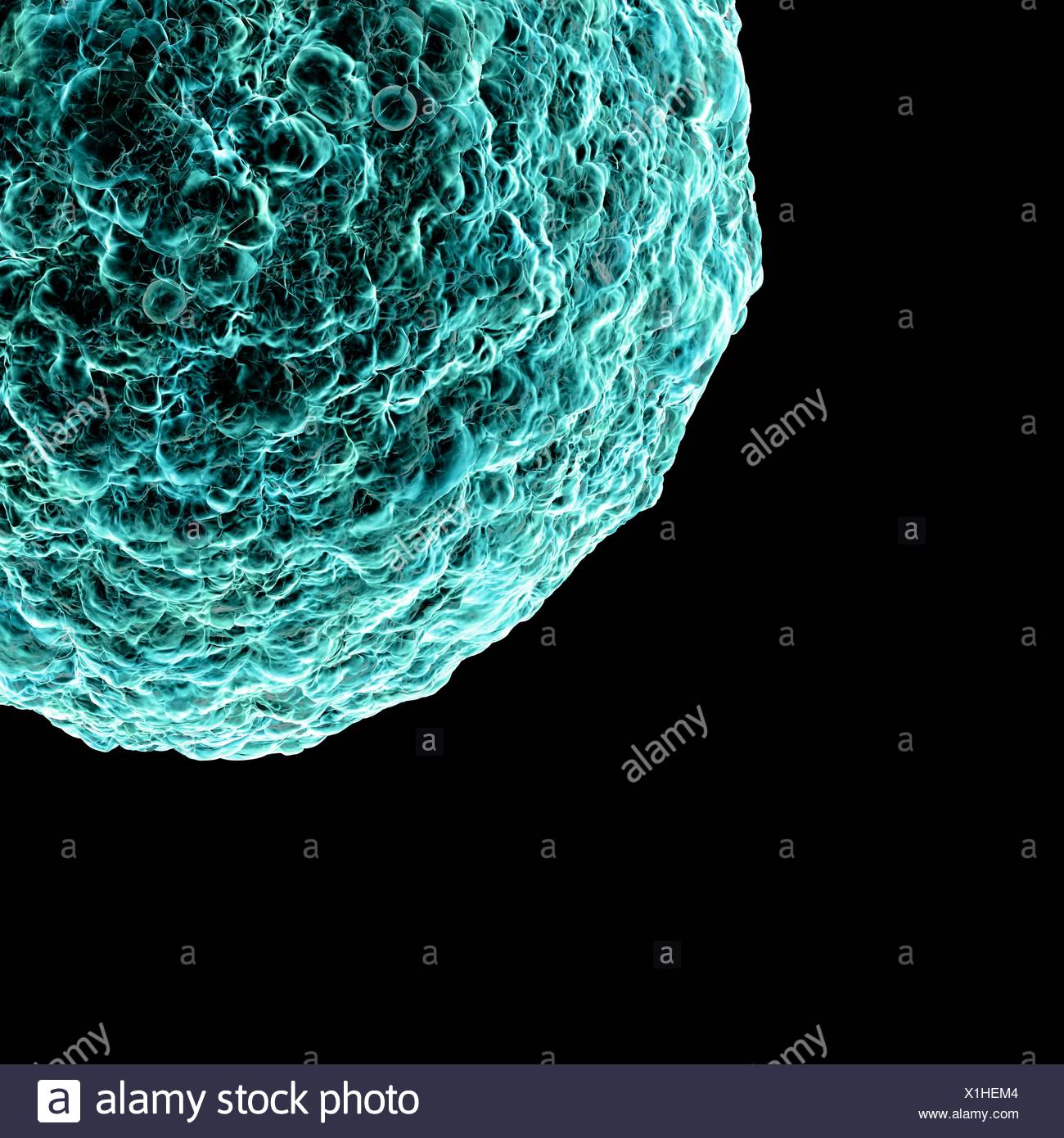 Human T Cell Virus High Resolution Stock Photography and Images - Alamy