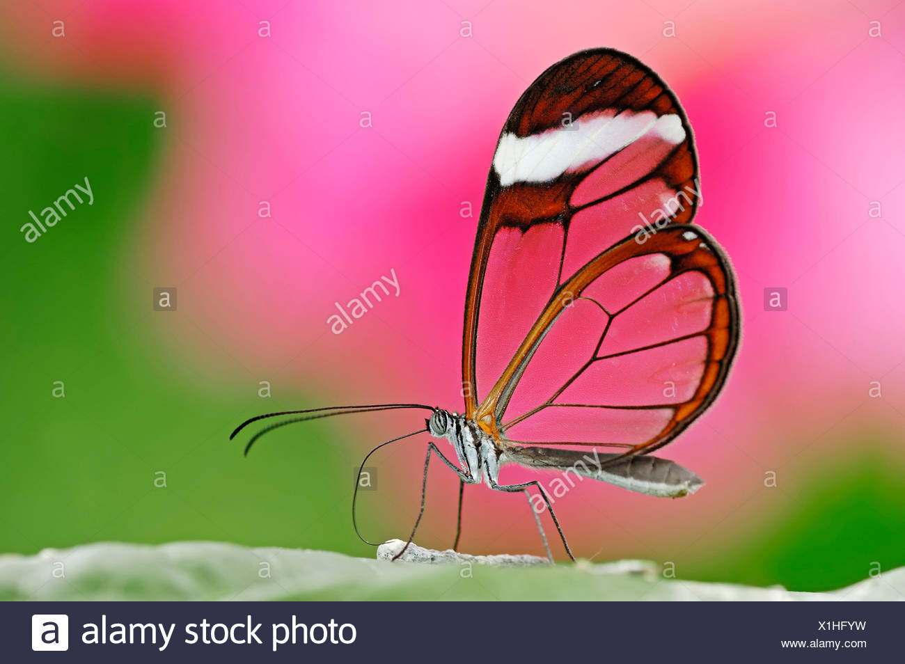 Glasswing Butterflies High Resolution Stock Photography and Images - Alamy