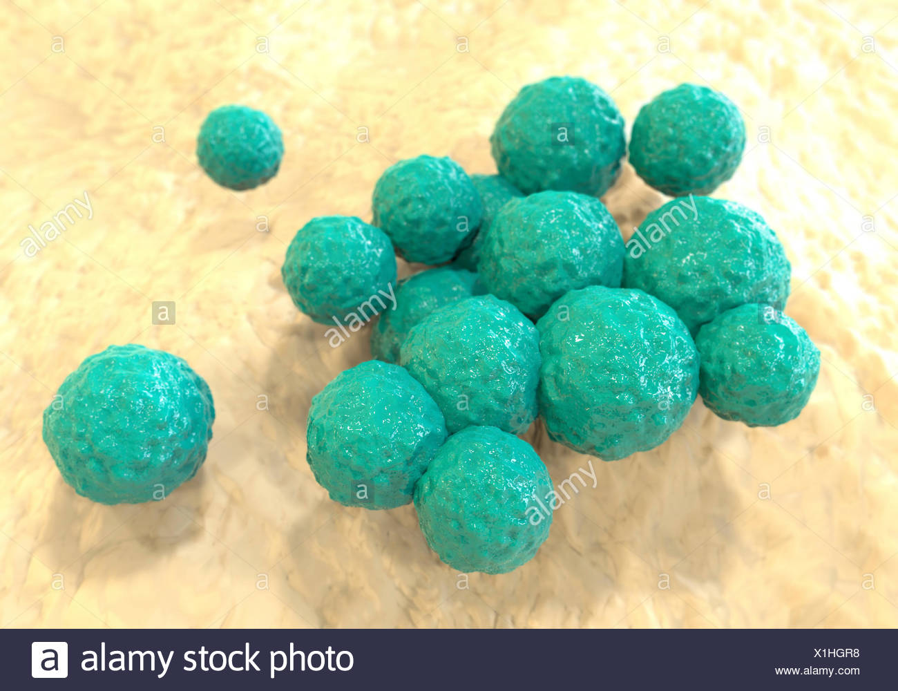 Clusters Of Cells High Resolution Stock Photography and Images - Alamy