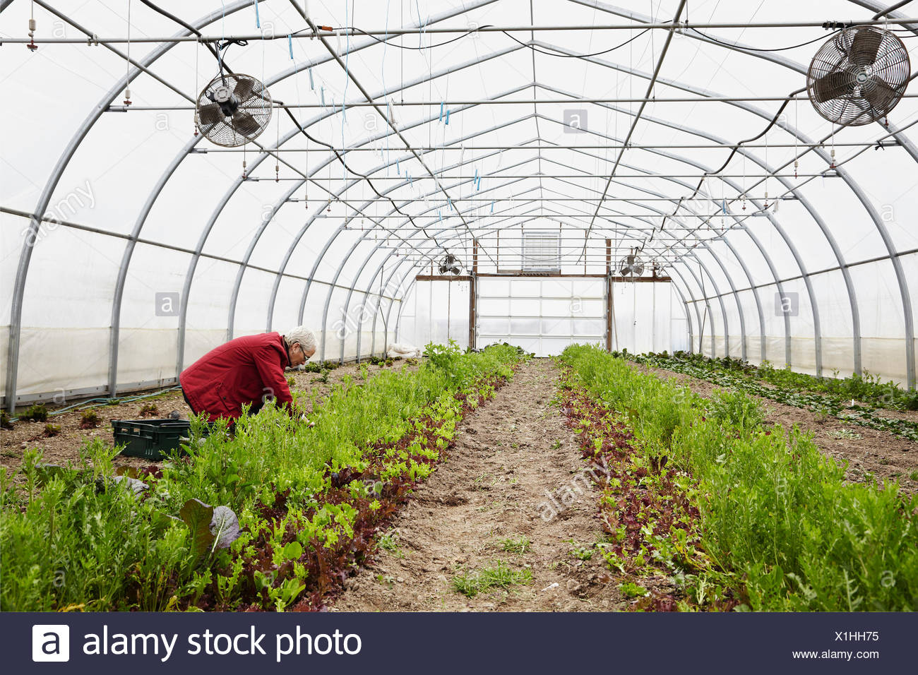 Horticultural Greenhouse High Resolution Stock Photography and Images ...