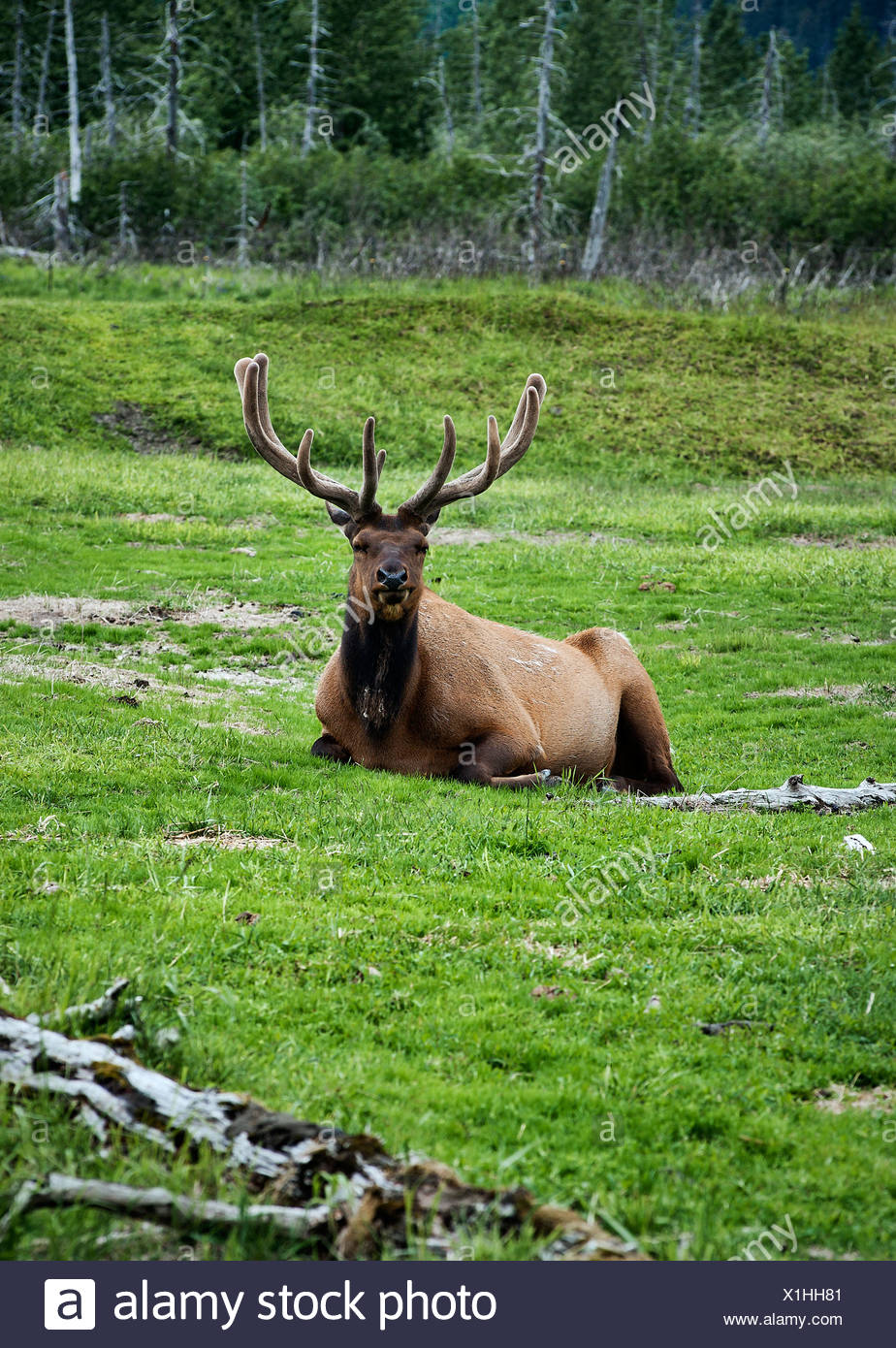 Alaska Wildlife High Resolution Stock Photography and Images - Alamy