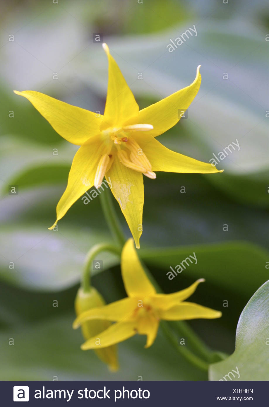 Dog Tooth Lily Erythronium Tuolumnense High Resolution Stock ...