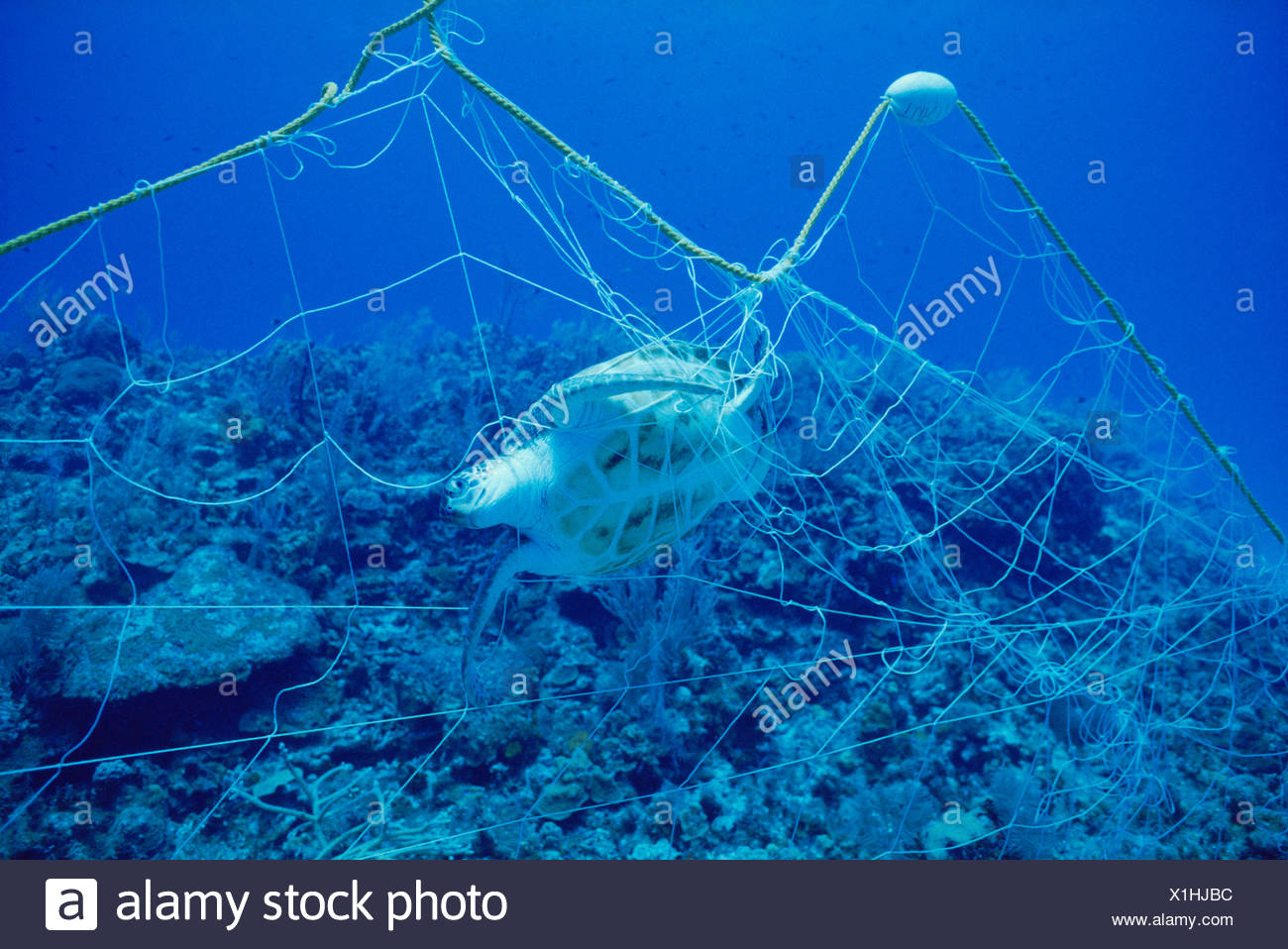 Ghost Nets Stock Photos & Ghost Nets Stock Images - Alamy