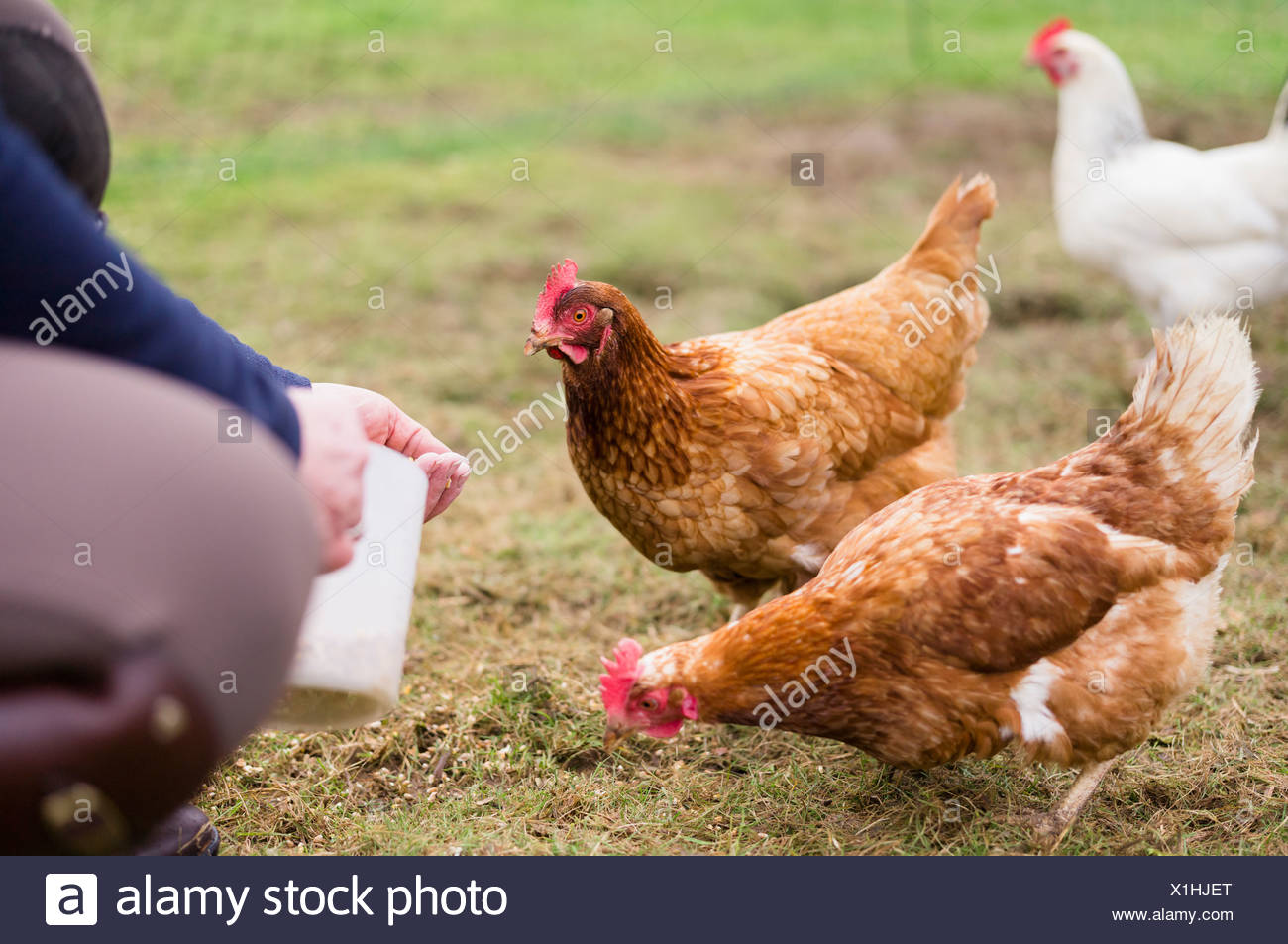 Pecking Ground High Resolution Stock Photography and Images - Alamy