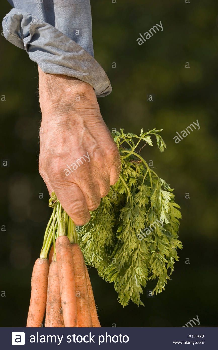 Human Hands Holding Carrots Stock Photos & Human Hands Holding Carrots ...